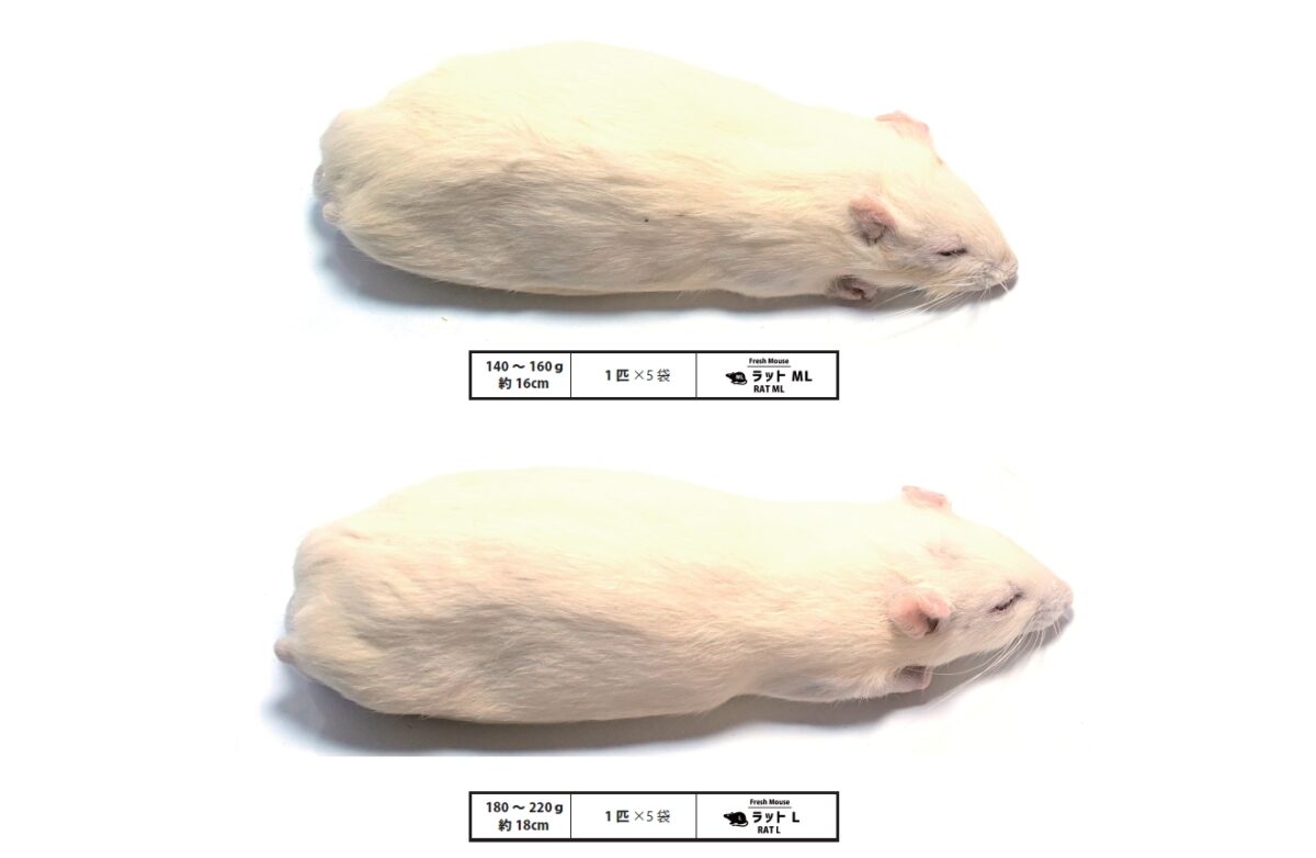 Fresh Mouse Fresh Rat – biokimia バイオキミア